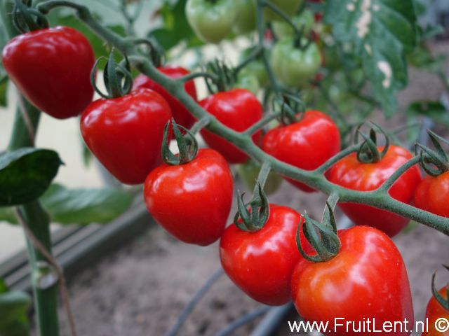 Tomatoberry Garden