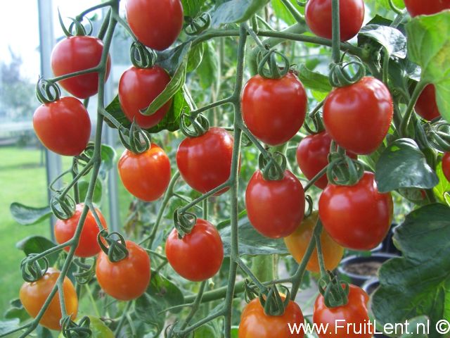 Tomatoberry Garden