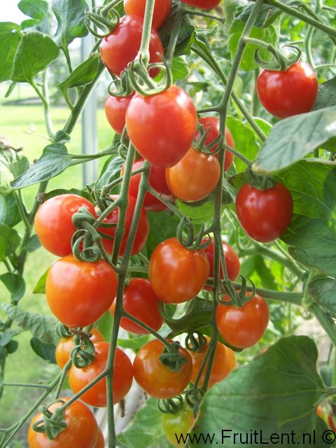 Tomatoberry Garden