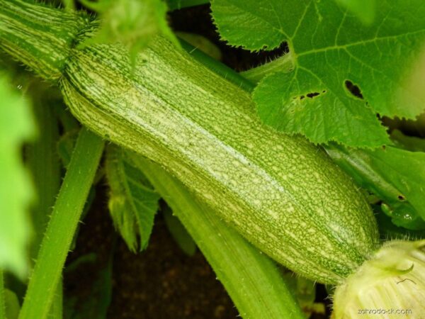 Emperol (F1-hybride)