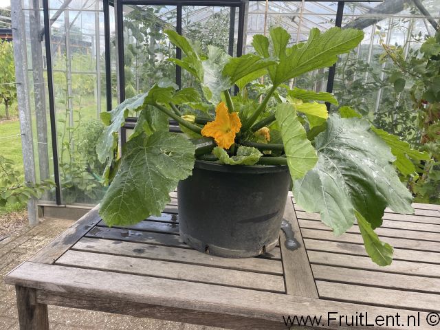 Patio Star (F1-hybride)
